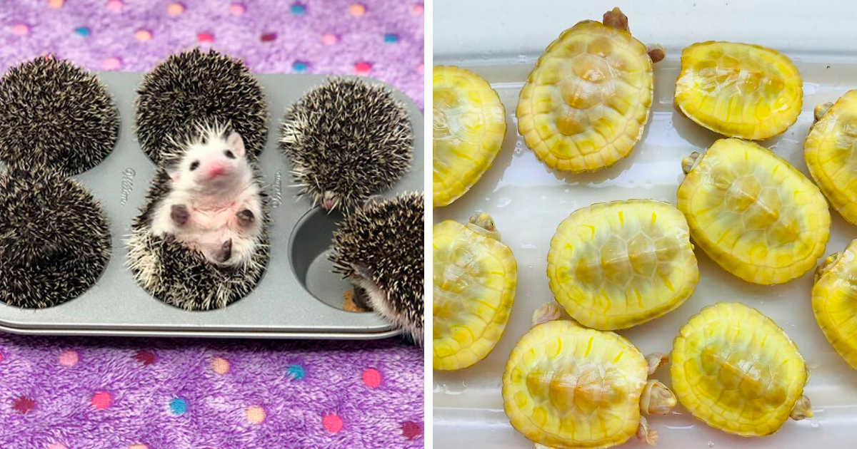 50 Hilarious Photos Of Animals Who Have An Uncanny Resemblance To Foods ...
