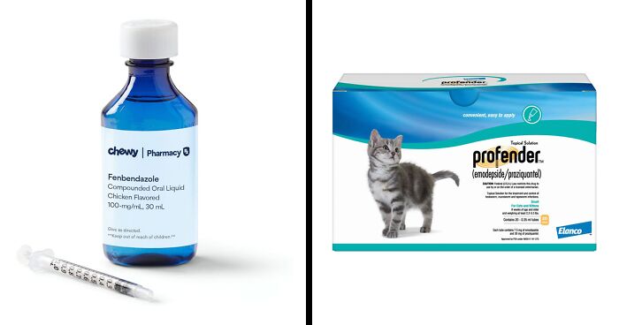 Best Cat Dewormers In 2024, Vet-Approved | Bored Panda