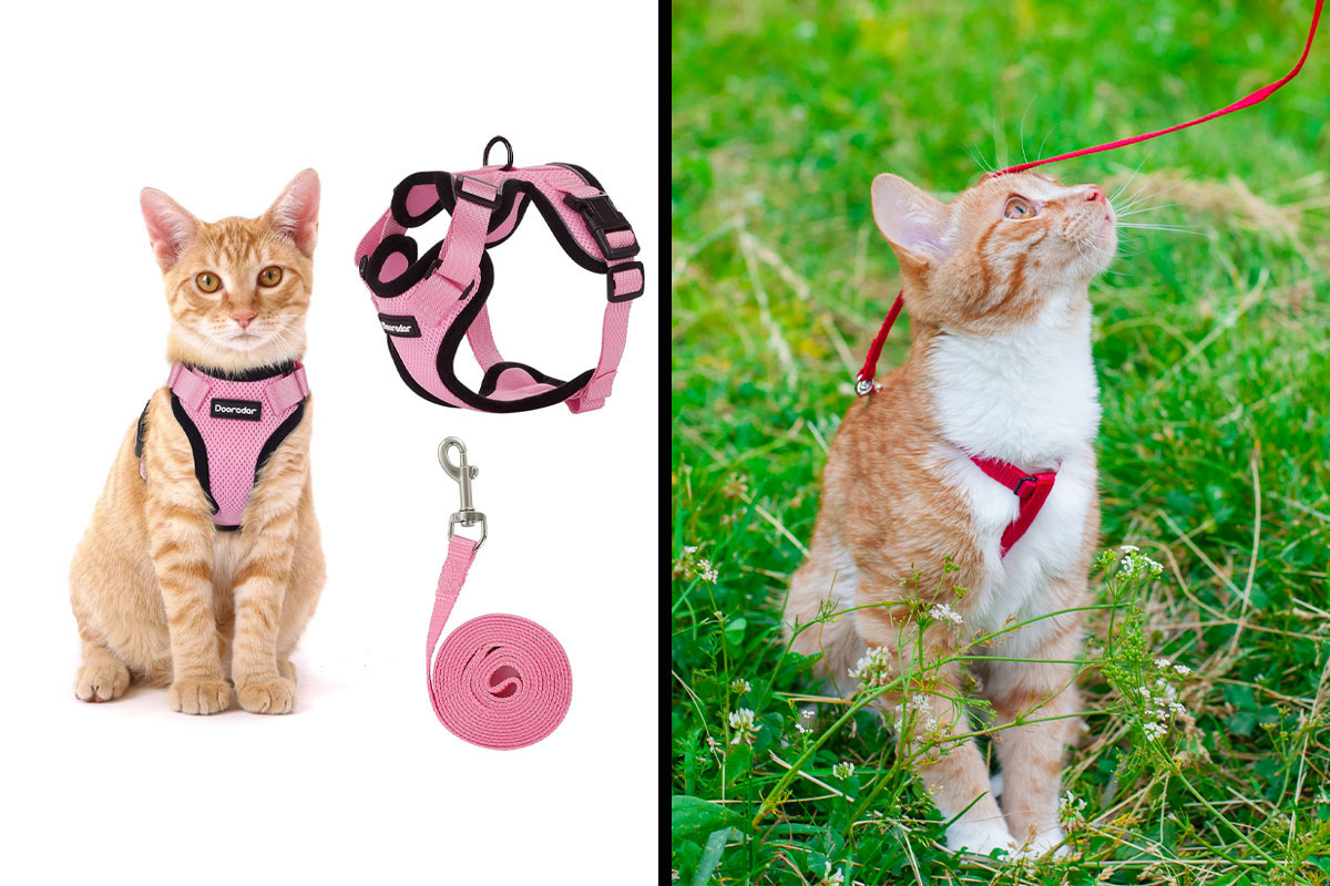 Best Cat Harnesses For Kitties Of All Sizes, Vet-Approved | Bored Panda
