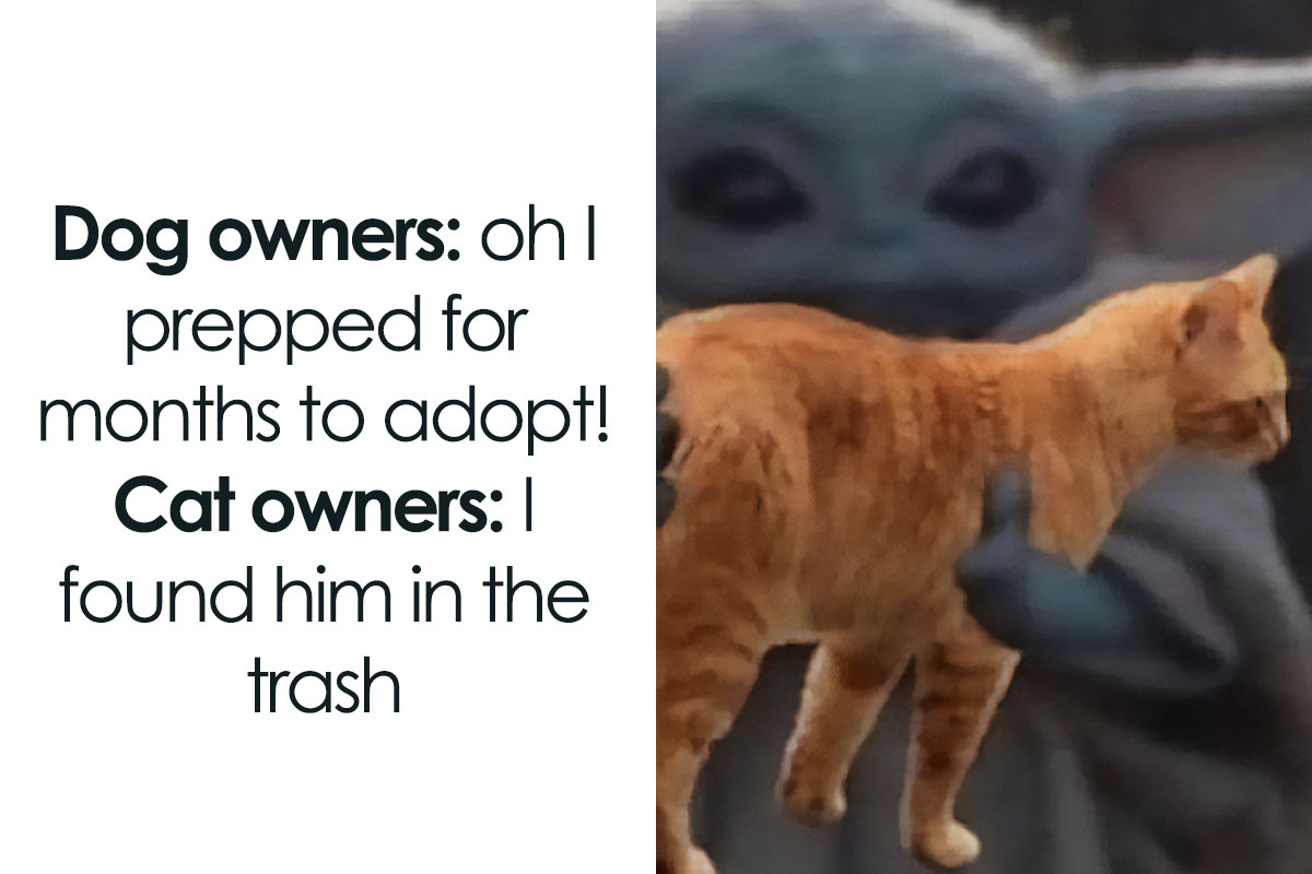 50 Of The Funniest And Most Relatable Cat Memes Shared By This IG Page ...