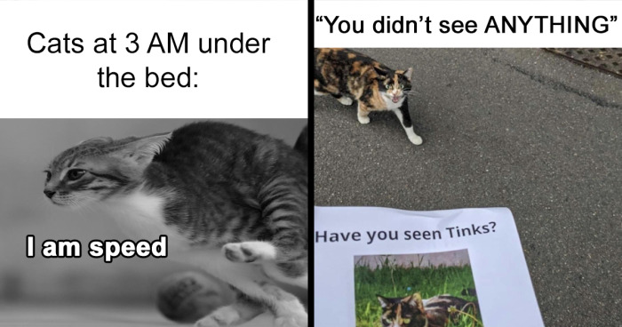 50 Of The Funniest And Most Relatable Cat Memes Shared By This IG Page
