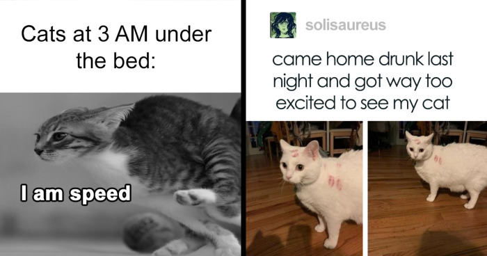 50 Of The Funniest And Most Relatable Cat Memes Shared By This IG Page