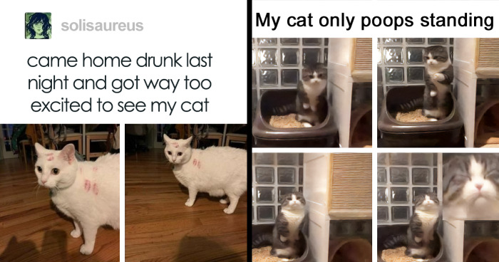 50 Of The Funniest And Most Relatable Cat Memes Shared By This IG Page | Bored Panda