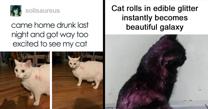 50 Of The Funniest And Most Relatable Cat Memes Shared By This IG Page