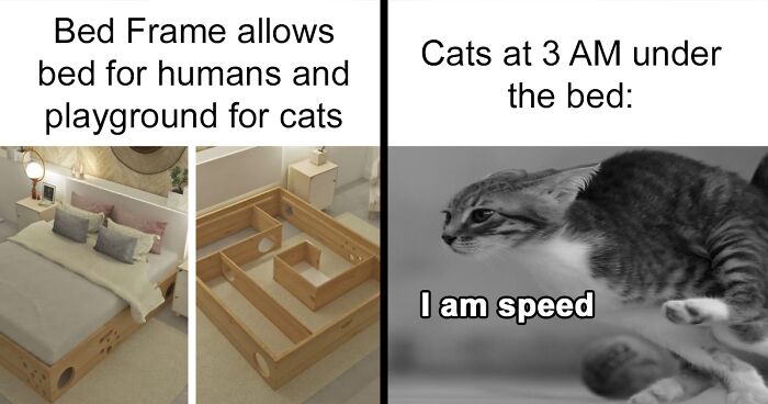 50 Of The Funniest And Most Relatable Cat Memes Shared By This IG Page