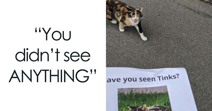 50 Of The Funniest And Most Relatable Cat Memes Shared By This IG Page