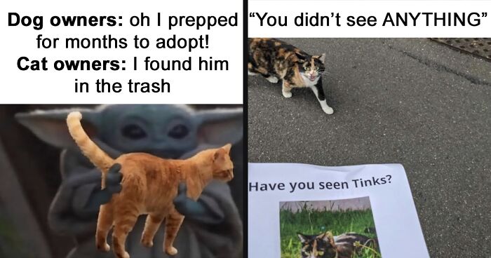 50 Of The Funniest And Most Relatable Cat Memes Shared By This IG Page