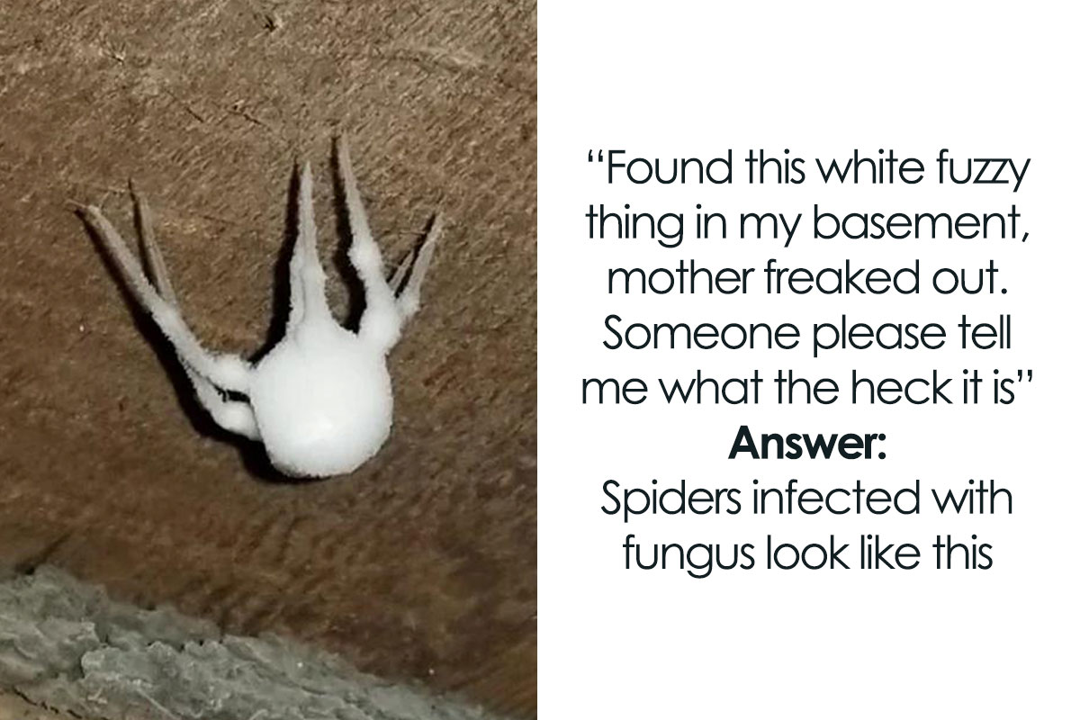 ‘What Is This Thing?’: 50 Times The Internet Solved The Mystery Of ...