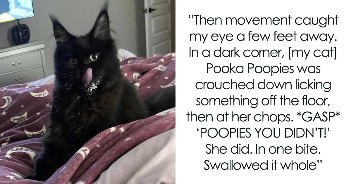 Woman Says The Bond With Her Cat Was Strengthened After The Cat ...