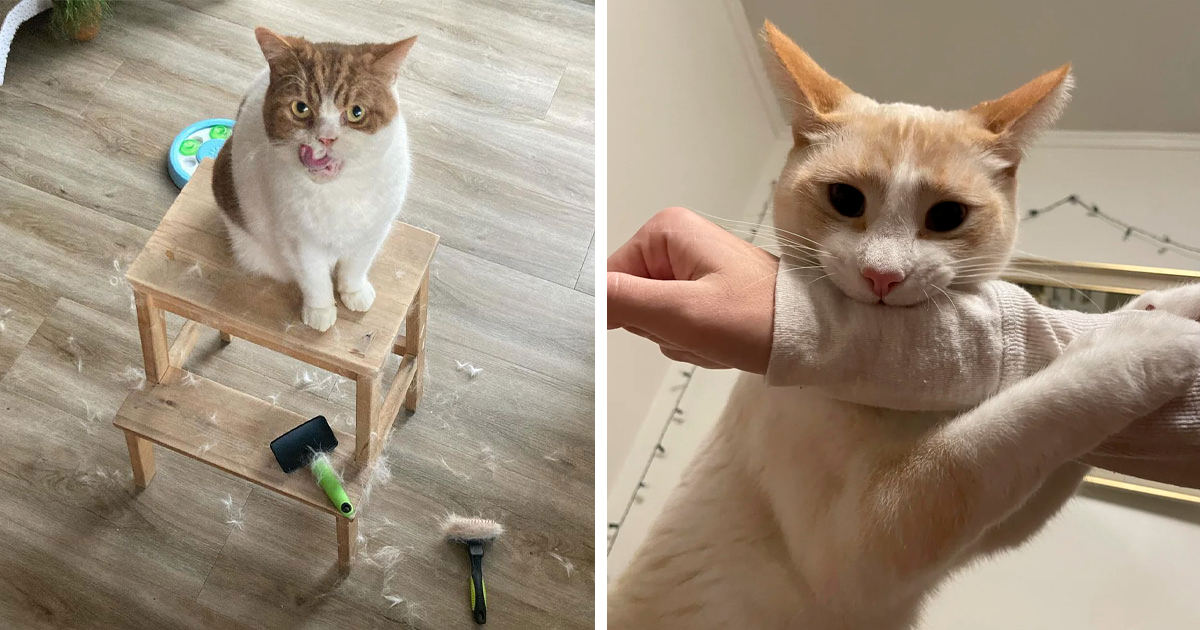 Cat Attacks When Brushing or Grooming: How to Deal With Aggression ...