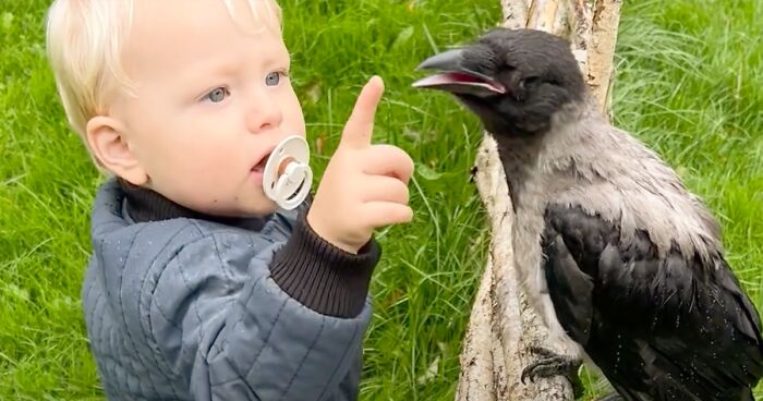 “They Have A Special Bond”: A 2-Year-Old Boy And His Crow | Bored Panda