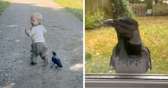 “They Have A Special Bond”: A 2-Year-Old Boy And His Crow | Bored Panda