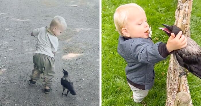 “They Have A Special Bond”: A 2-Year-Old Boy And His Crow | Bored Panda