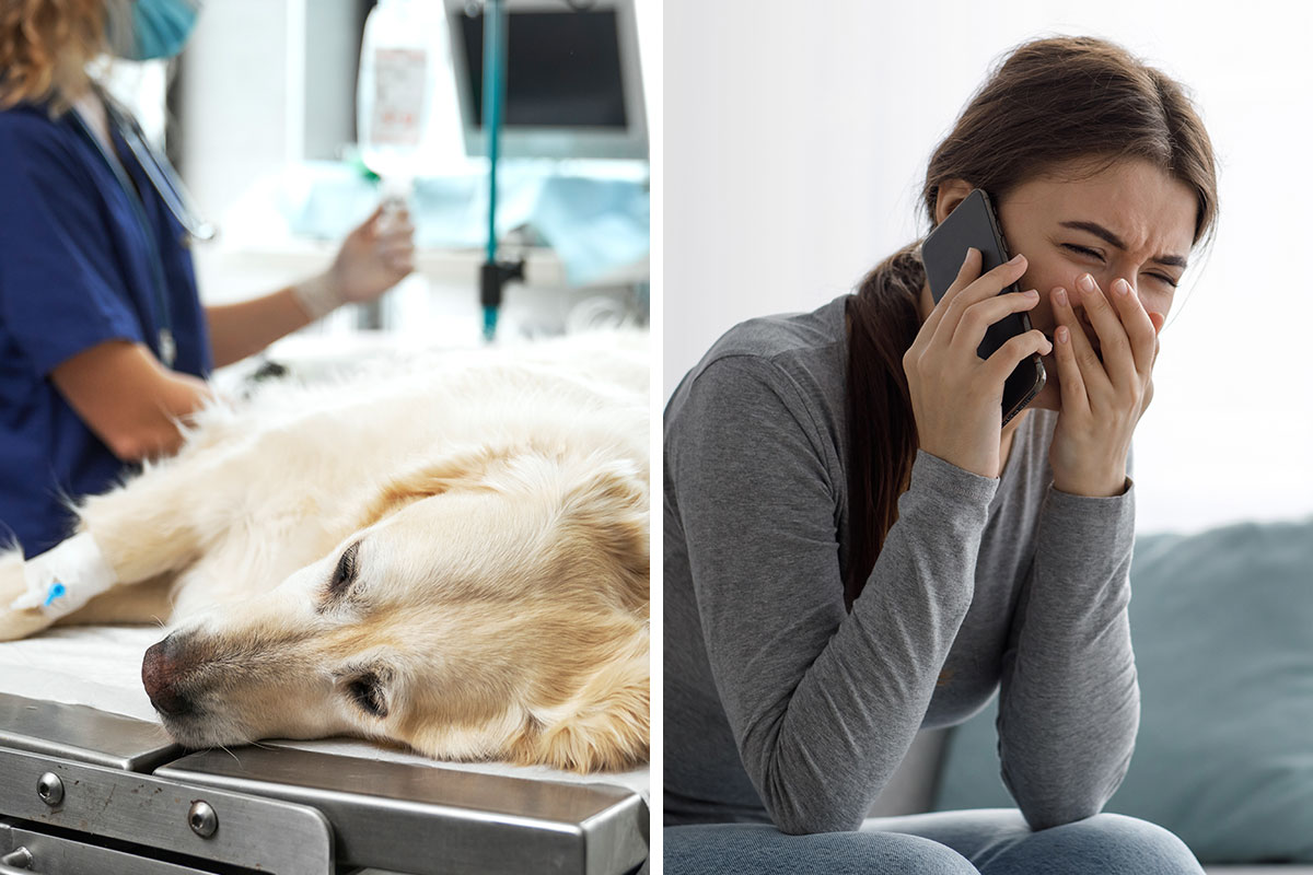 “AITA For Euthanizing My Daughter’s Emotional Support Animal For Her ...