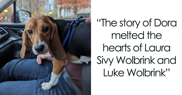 Meet Dora, The Beagle Who Was Rescued From A Lab And Was Given A Chance ...