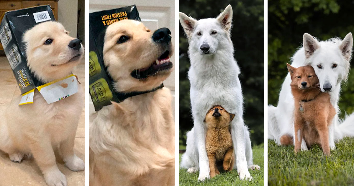 50 Pics Of Dogs As Puppies And All Grown Up (New Pics) | Bored Panda