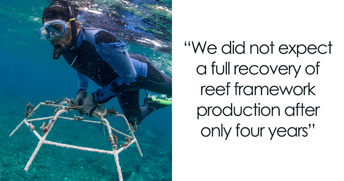 Full Recovery For A Lifeless Coral Reef Within 4 Years, Study Finds ...