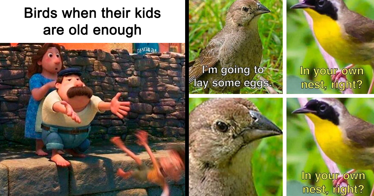 30 Of The Best “Birding Memes” Shared On This Dedicated Facebook Page ...