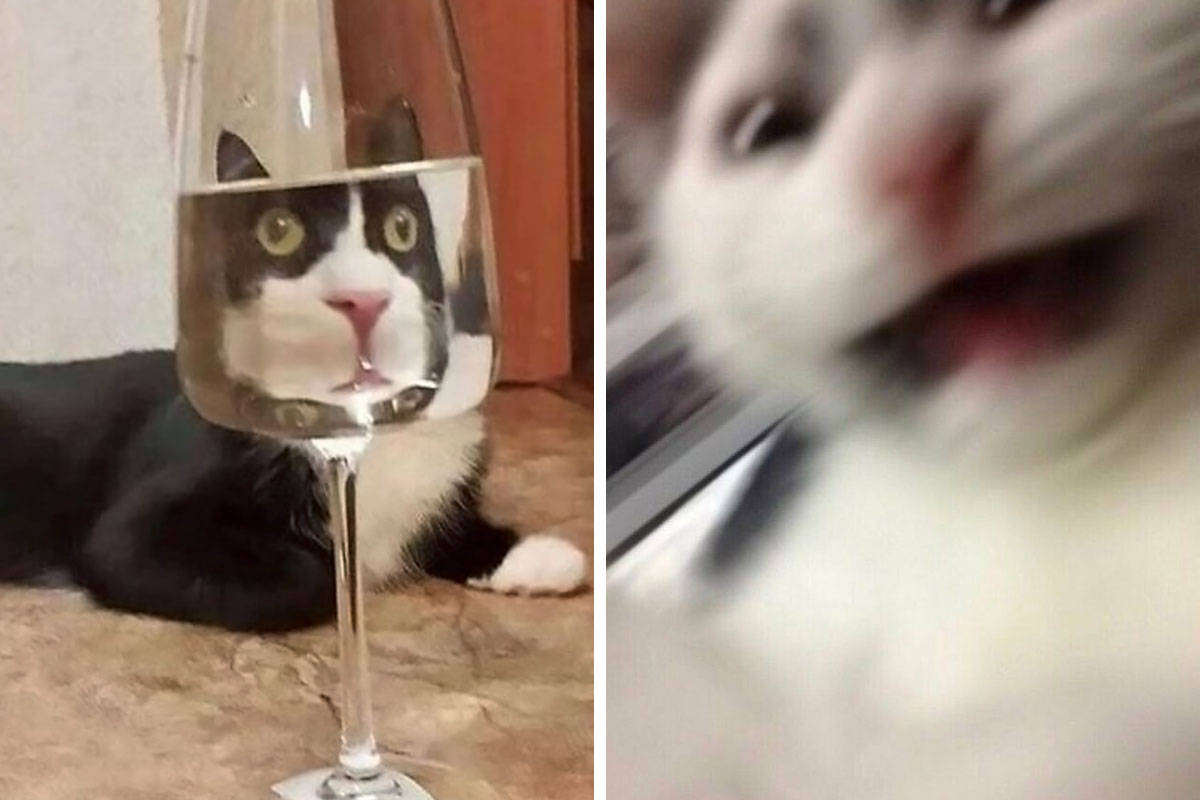 50 Unhinged Cat Pics That Require No Context To Be Enjoyed | Bored Panda