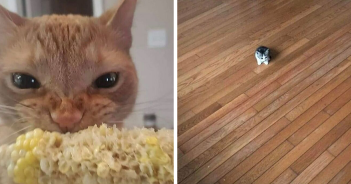 50 Unhinged Cat Pics That Require No Context To Be Enjoyed