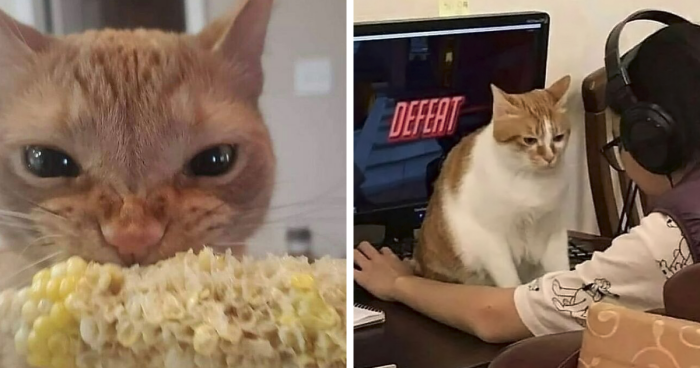 50 Unhinged Cat Pics That Require No Context To Be Enjoyed