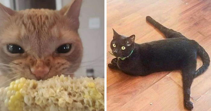 50 Unhinged Cat Pics That Require No Context To Be Enjoyed