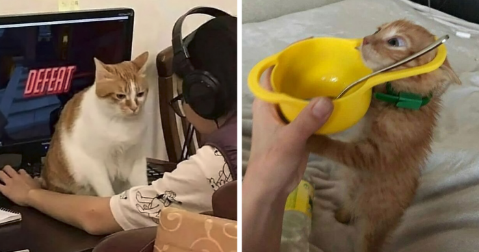 50 Unhinged Cat Pics That Require No Context To Be Enjoyed