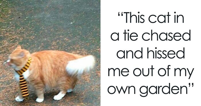 50 Unhinged Cat Pics That Require No Context To Be Enjoyed