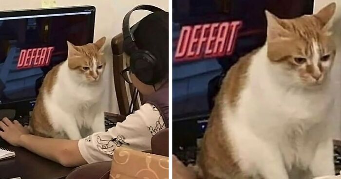 50 Unhinged Cat Pics That Require No Context To Be Enjoyed