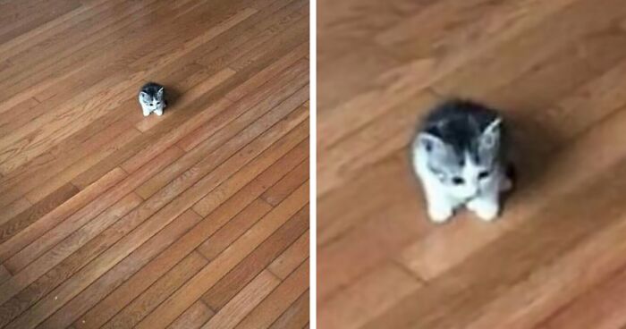 50 Unhinged Cat Pics That Require No Context To Be Enjoyed