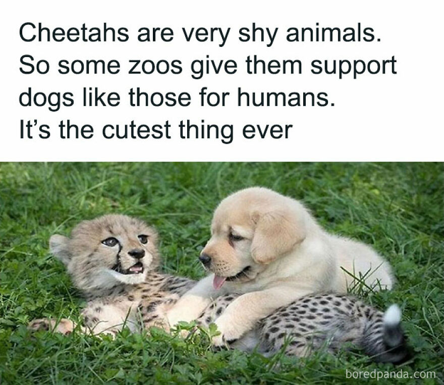 50 Adorable And Funny Situations With Animals That Were Perfect To Make 50 Adorable And Funny Situations With Animals That Were Perfect To Make
