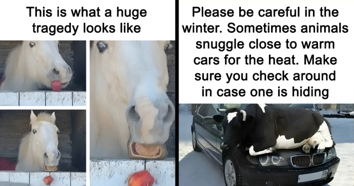 50 Adorable And Funny Situations With Animals That Were Perfect To Make ...