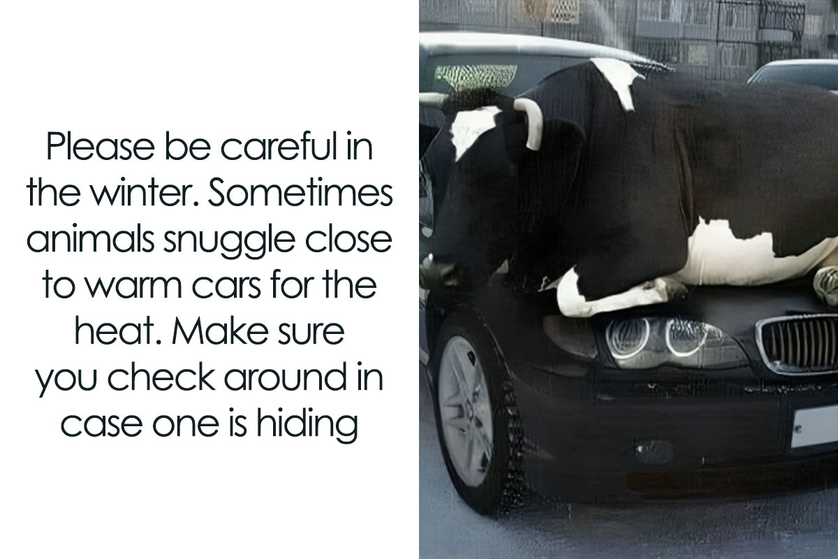 50 Adorable And Funny Situations With Animals That Were Perfect To Make ...