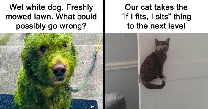 63 Funny Animal Memes That Prove Pets Are The Ultimate Comedians ...