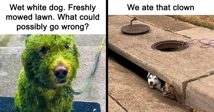 63 Funny Animal Memes That Prove Pets Are The Ultimate Comedians ...