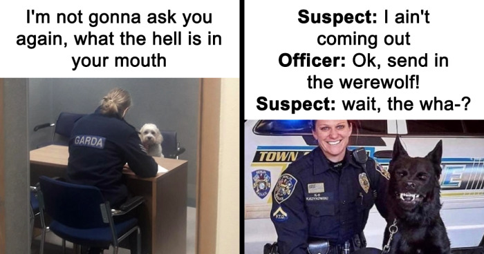 63 Funny Animal Memes That Prove Pets Are The Ultimate Comedians ...