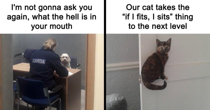 63 Funny Animal Memes That Prove Pets Are The Ultimate Comedians ...