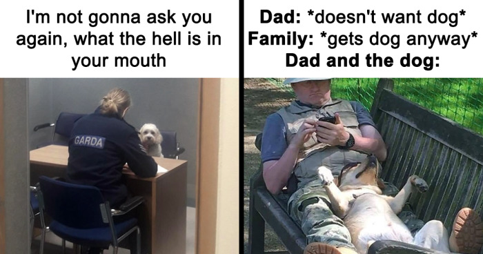 63 Funny Animal Memes That Prove Pets Are The Ultimate Comedians ...