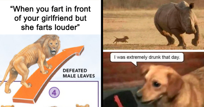 50 Times Animals Were The Perfect Meme Format, As Shared On This ...