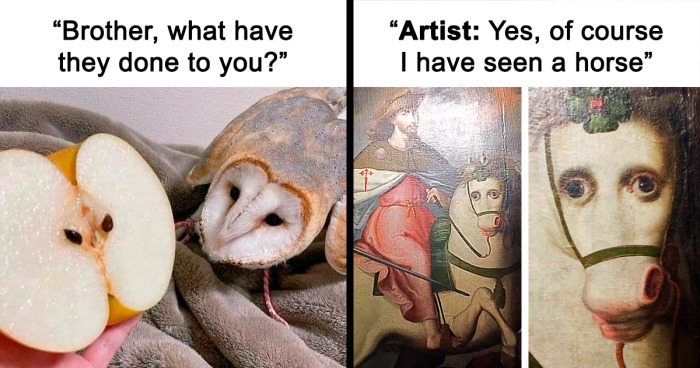 50 Times Animals Were The Perfect Meme Format, As Shared On This ...