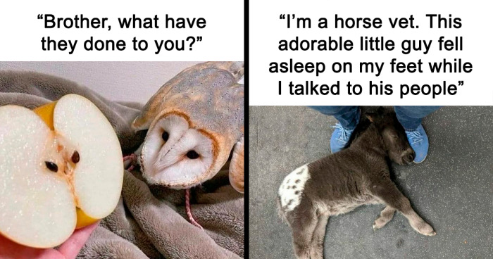 50 Times Animals Were The Perfect Meme Format, As Shared On This ...