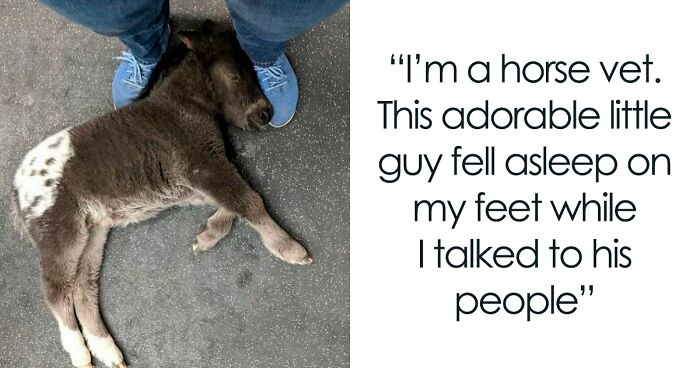 50 Times Animals Were The Perfect Meme Format, As Shared On This ...