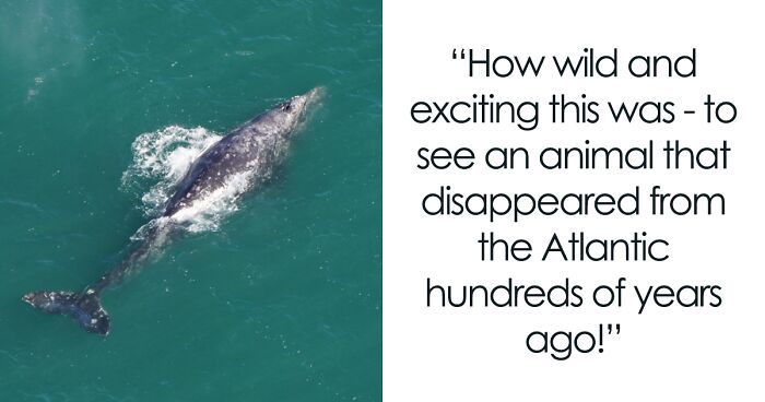 Whale Thought To Have Gone Extinct In The Atlantic Spotted Again After ...