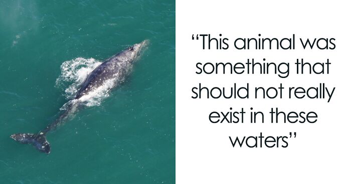 Whale Thought To Have Gone Extinct In The Atlantic Spotted Again After ...