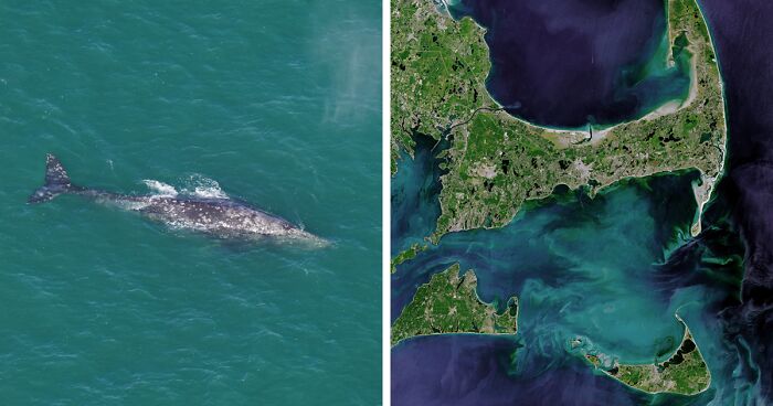 Whale Thought To Have Gone Extinct In The Atlantic Spotted Again After ...