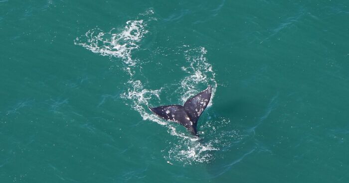 Whale Thought To Have Gone Extinct In The Atlantic Spotted Again After ...
