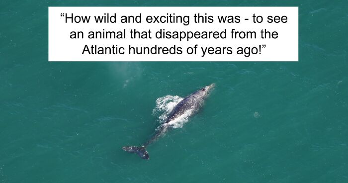 Whale Thought To Have Gone Extinct In The Atlantic Spotted Again After ...