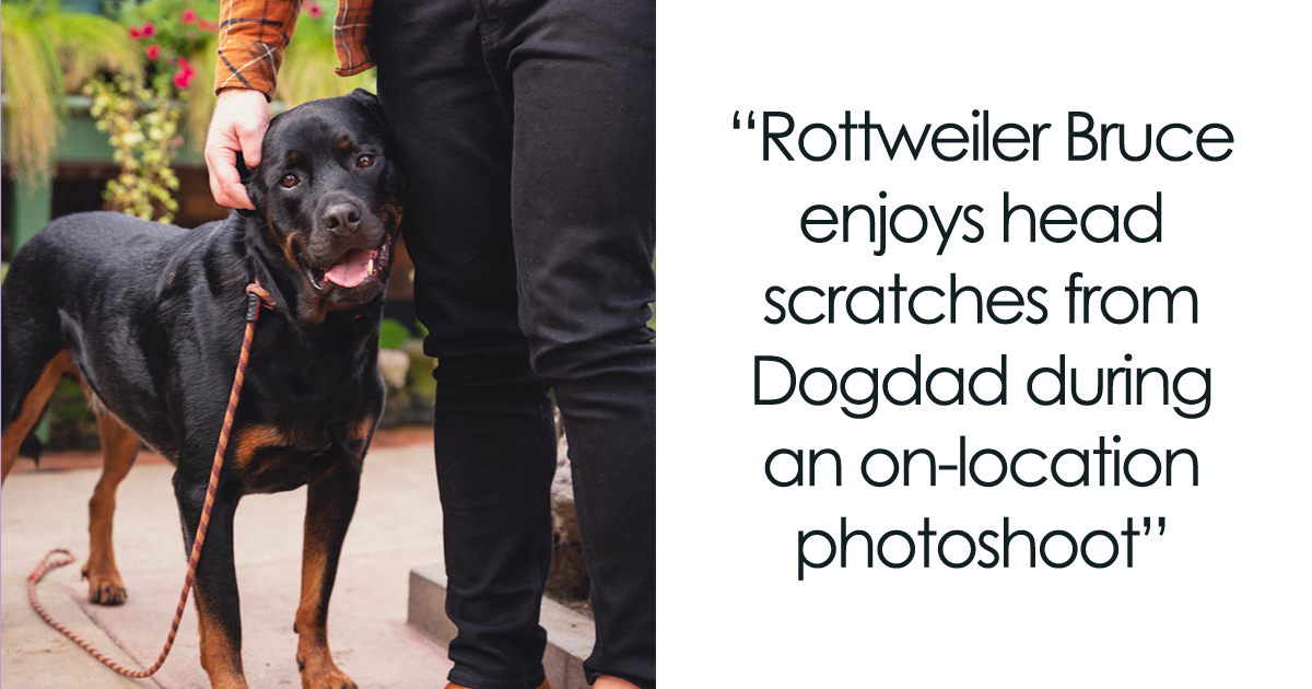 I Photographed 14 Dogs Interacting With Their Humans | Bored Panda