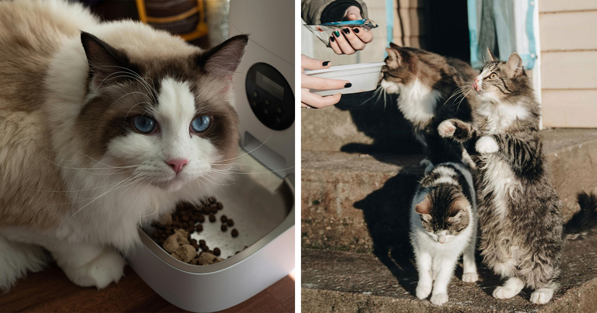 How Often Should I Feed My Cat? Vet’s Guide to Feed a Cat | Bored Panda