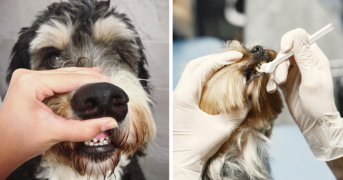 How To Brush Dog Teeth: Explained By A Vet | Bored Panda